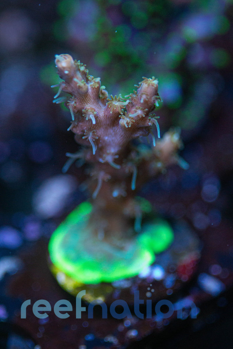 WYSIWYG - B1003 - TGC Starfire – ReefNation