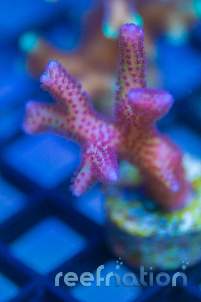 ORA Hyacinth Birdsnest Seriatopora – ReefNation