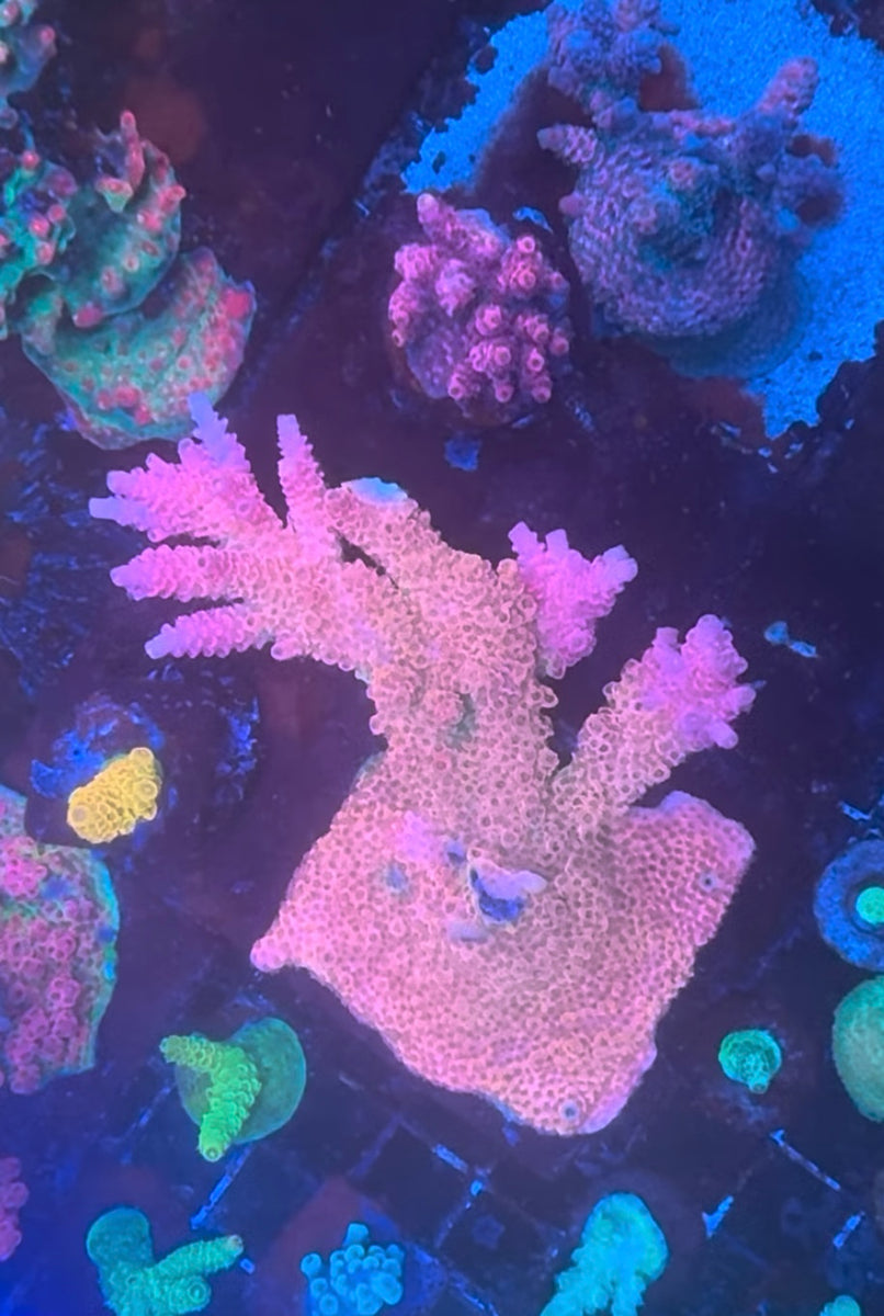 RN Hot Rod – ReefNation