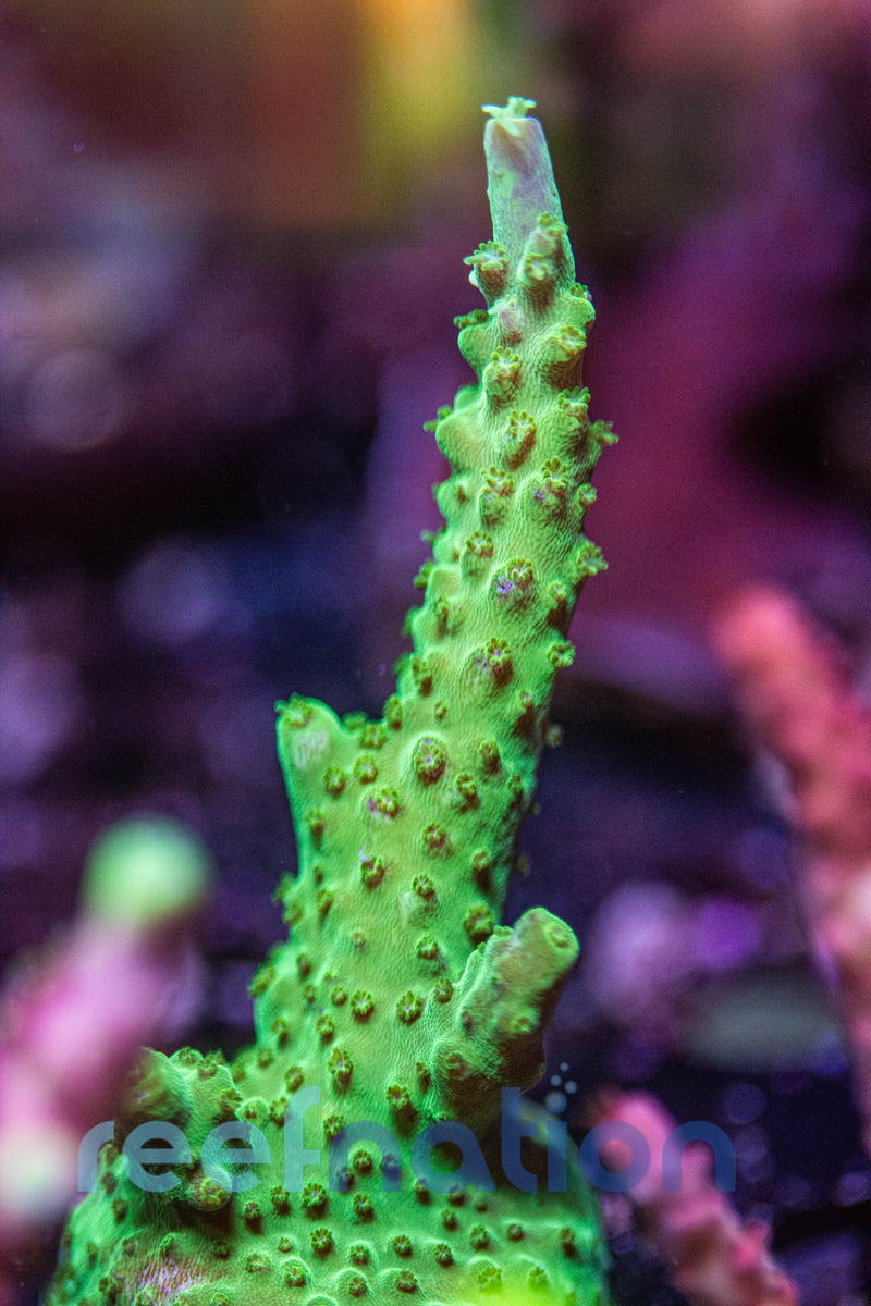 WYSIWYG - B1012 - RR Rainbow Loom – ReefNation