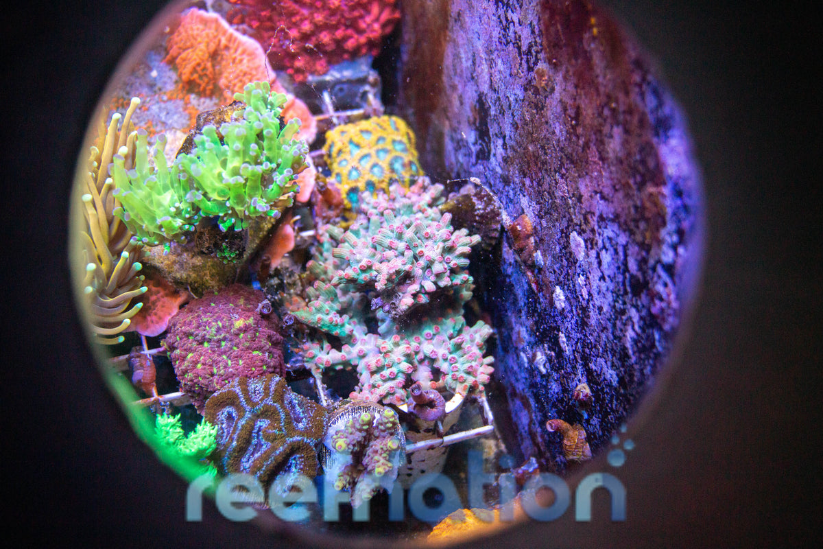 Vivid's Rainbow Delight 3" LOCAL PICKUP ONLY – ReefNation
