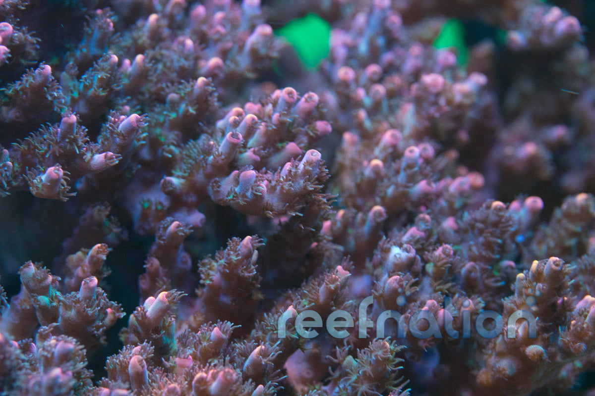 fruity pebbles purple