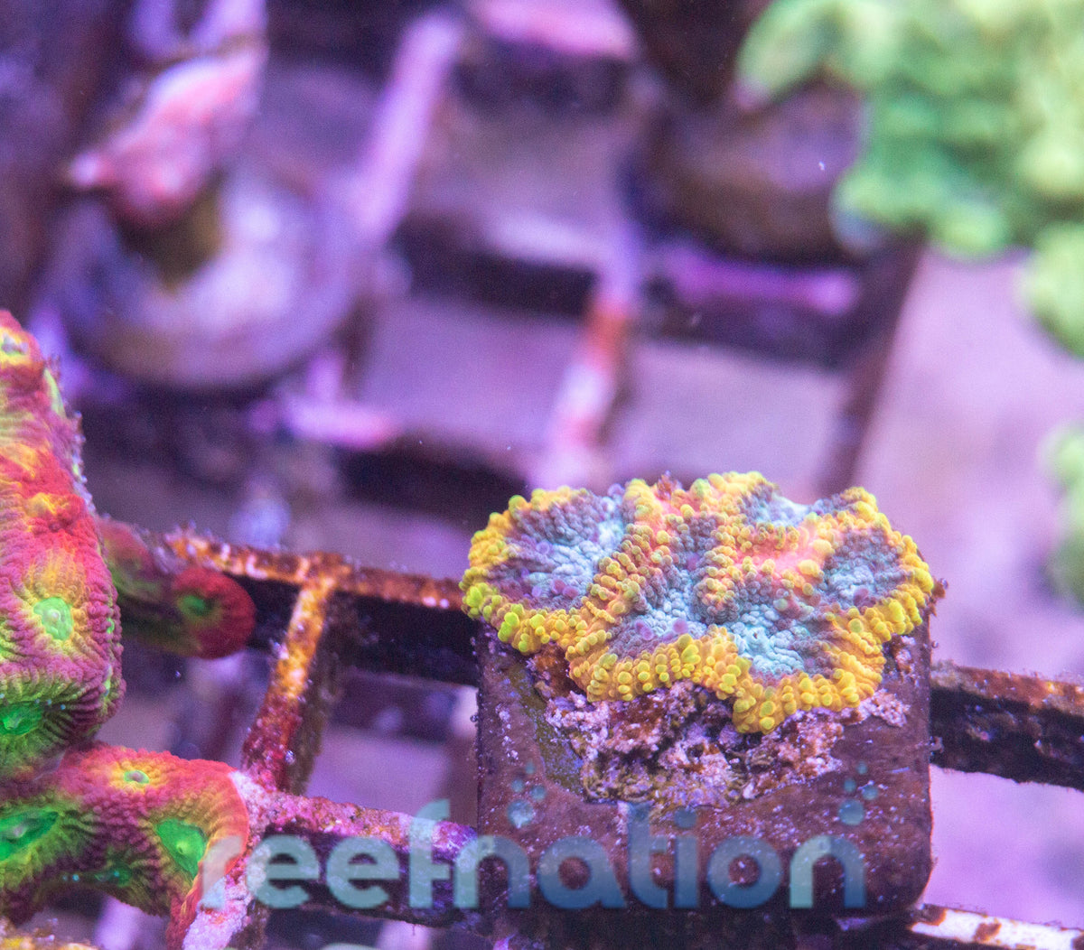 1060 WYSIWYG JF Yellow Submarine – ReefNation