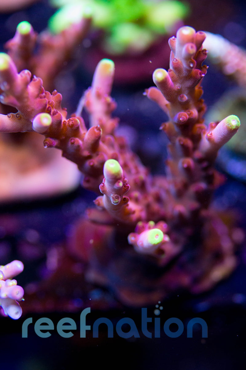 WYSIWYG - B1001 - JF Fox Flame – ReefNation