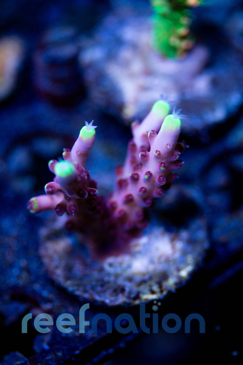 WYSIWYG - B1003 - JF Fox Flame – ReefNation