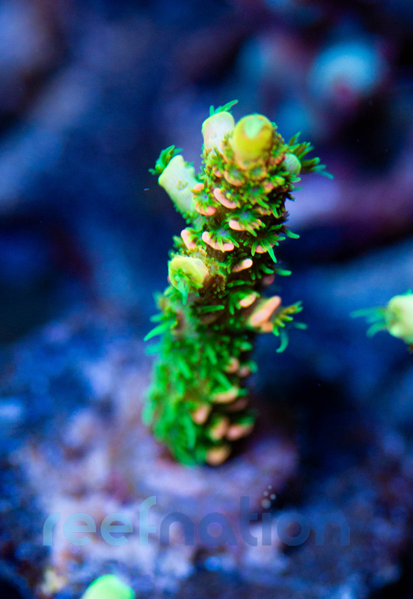 WYSIWYG - B1008 - ASD Rainbow Milli – ReefNation