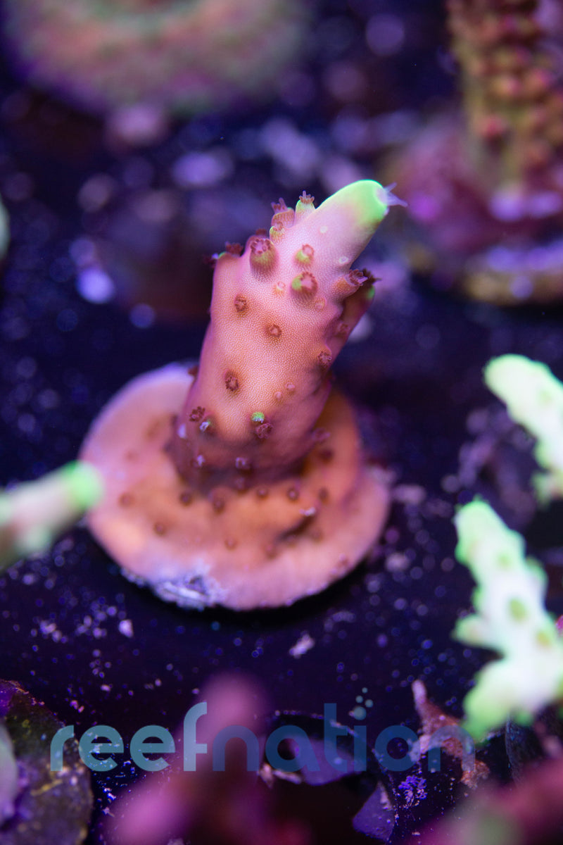 WYSIWYG - B1015 - JF Fox Flame – ReefNation