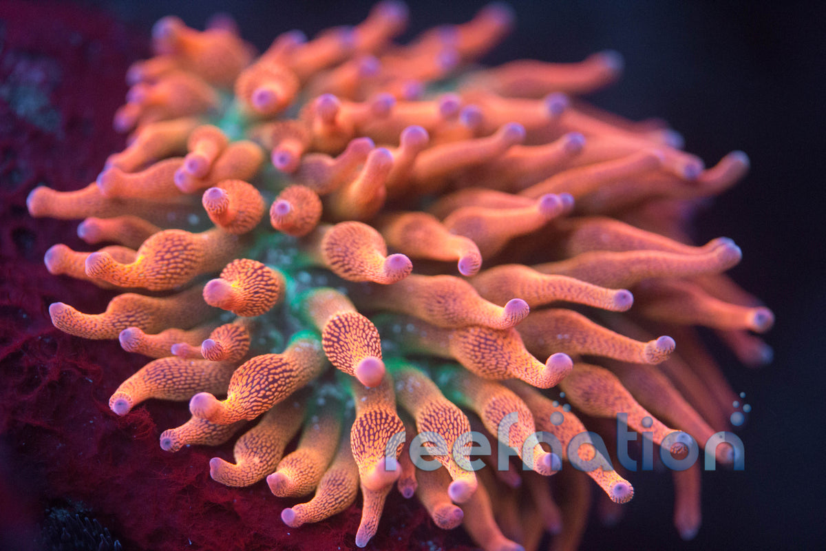 Colorado Sunburst Anemone – ReefNation