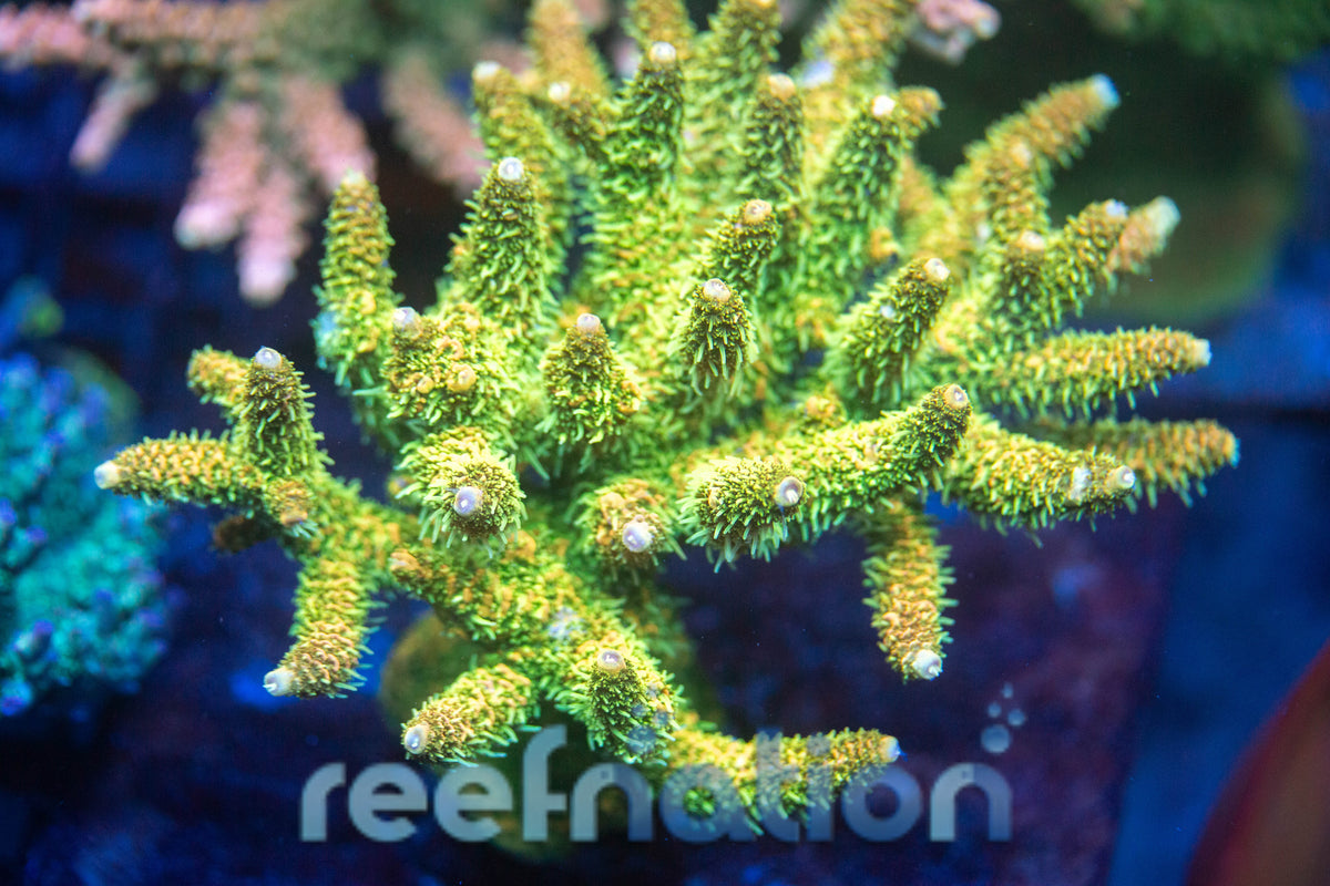 GRS Rainbow Milli – ReefNation
