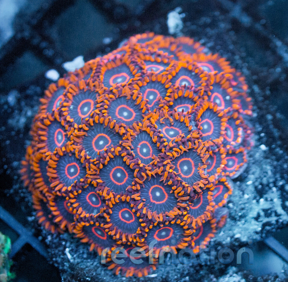 Purple Hornet Zoas – ReefNation
