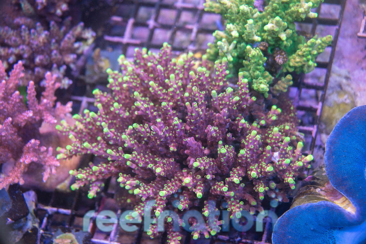 ReefNation Fox Fox Flame **Special This Week Only**