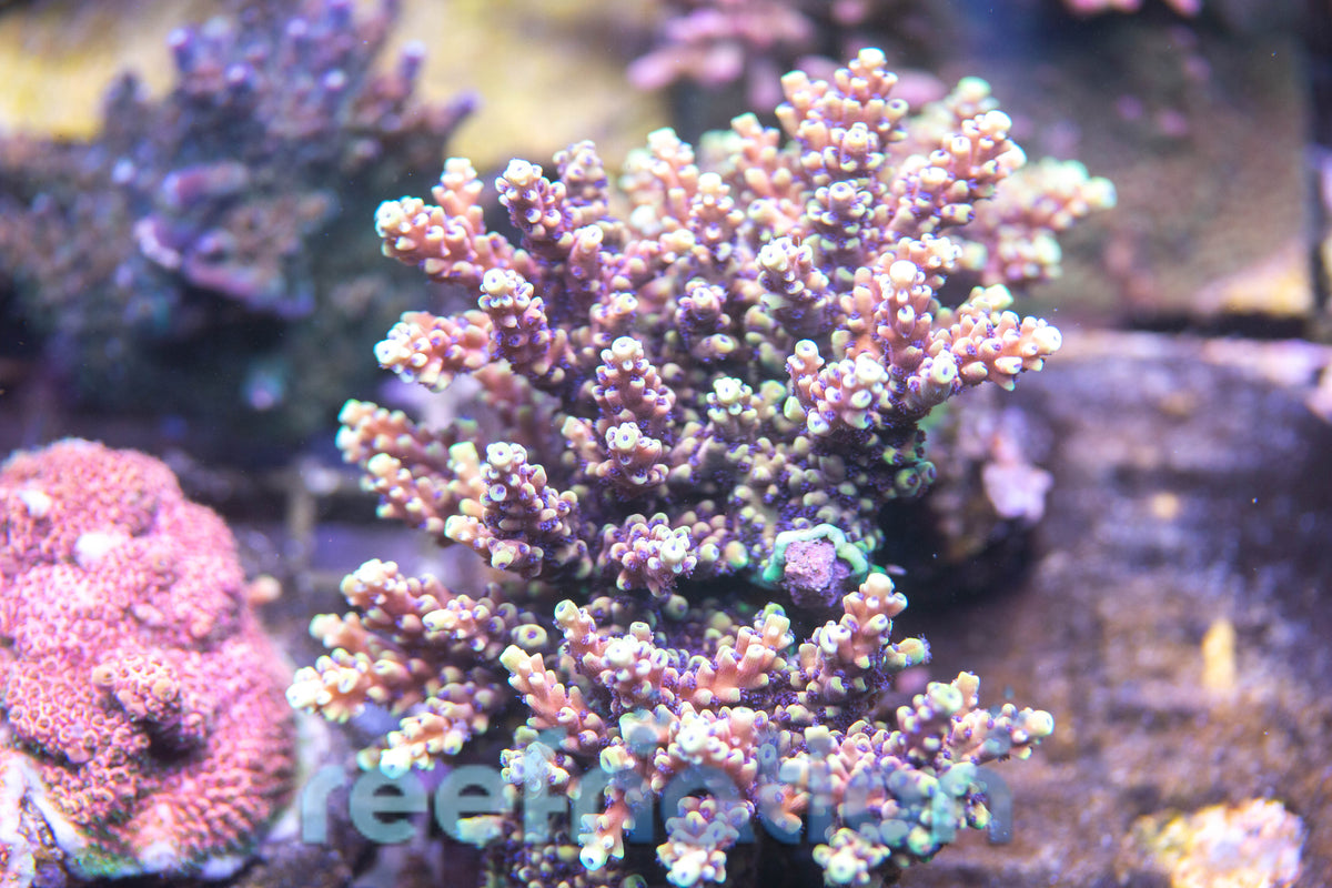 RRC Pink Cadillac 5-6" – ReefNation