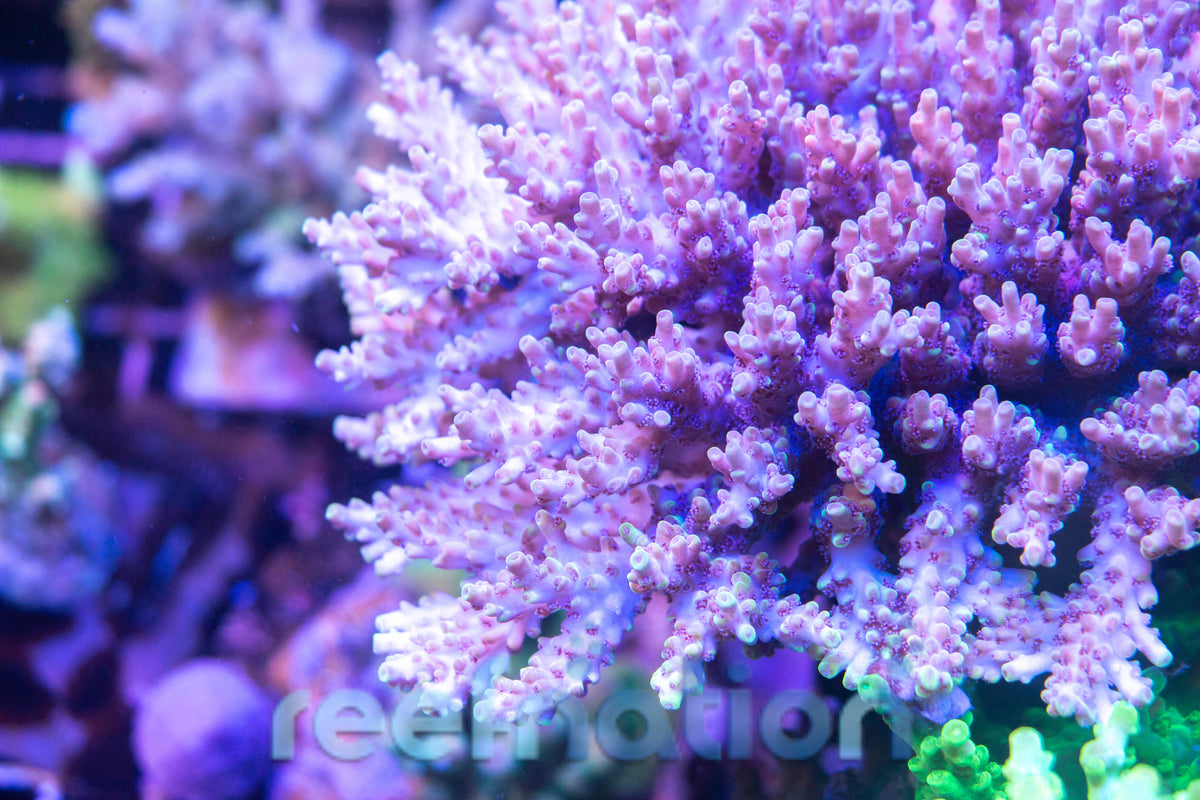 Reef Raft USA The Kraken – ReefNation