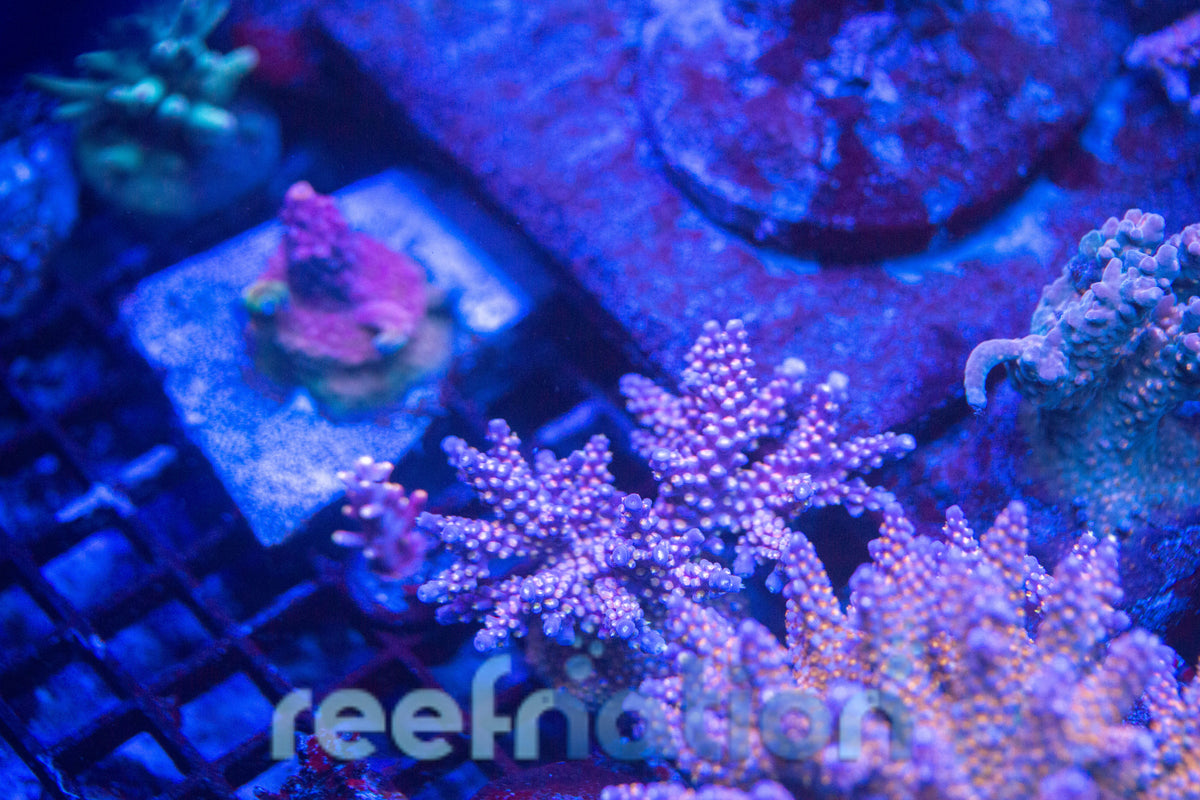 Route 66 Merlin Staff **Special This Week Only** – ReefNation