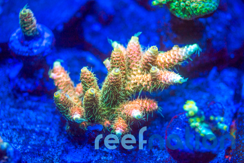 ASD Rainbow Milli – ReefNation