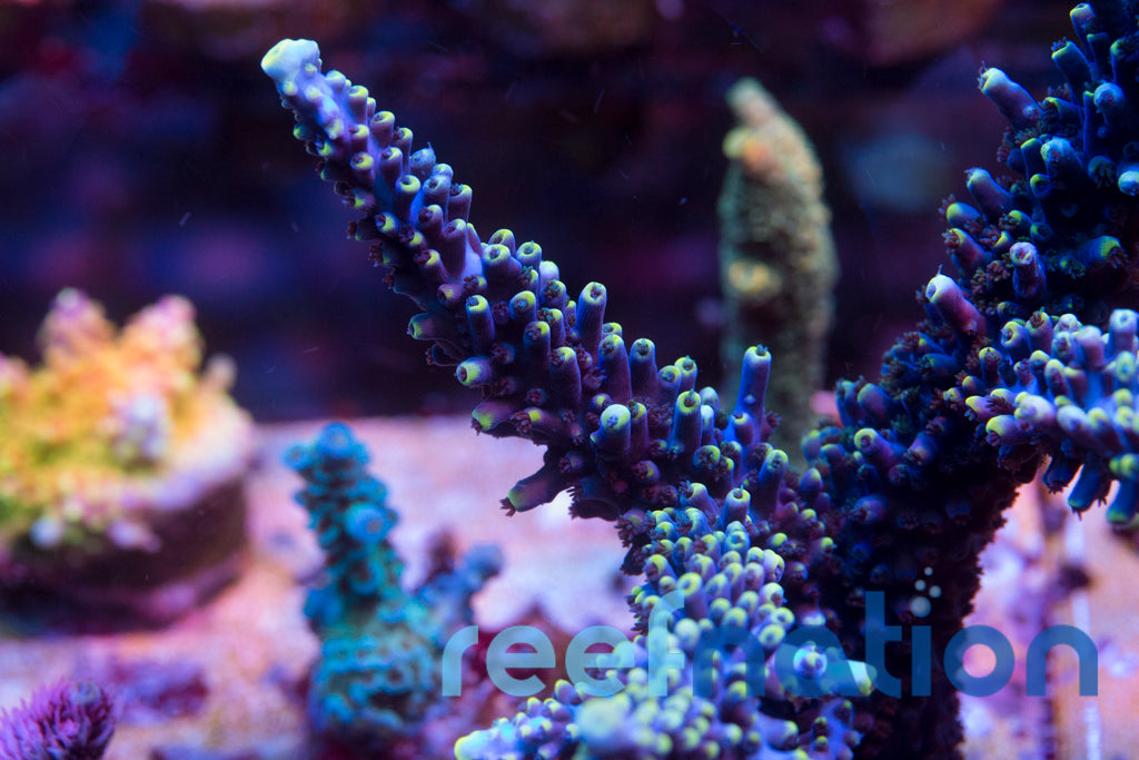 BC Battle Stag – ReefNation