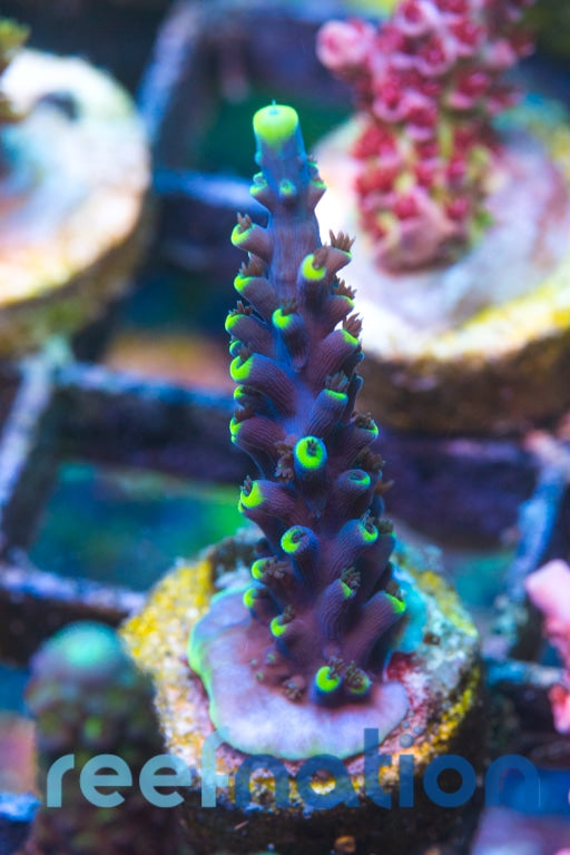 BC Battle Stag – ReefNation