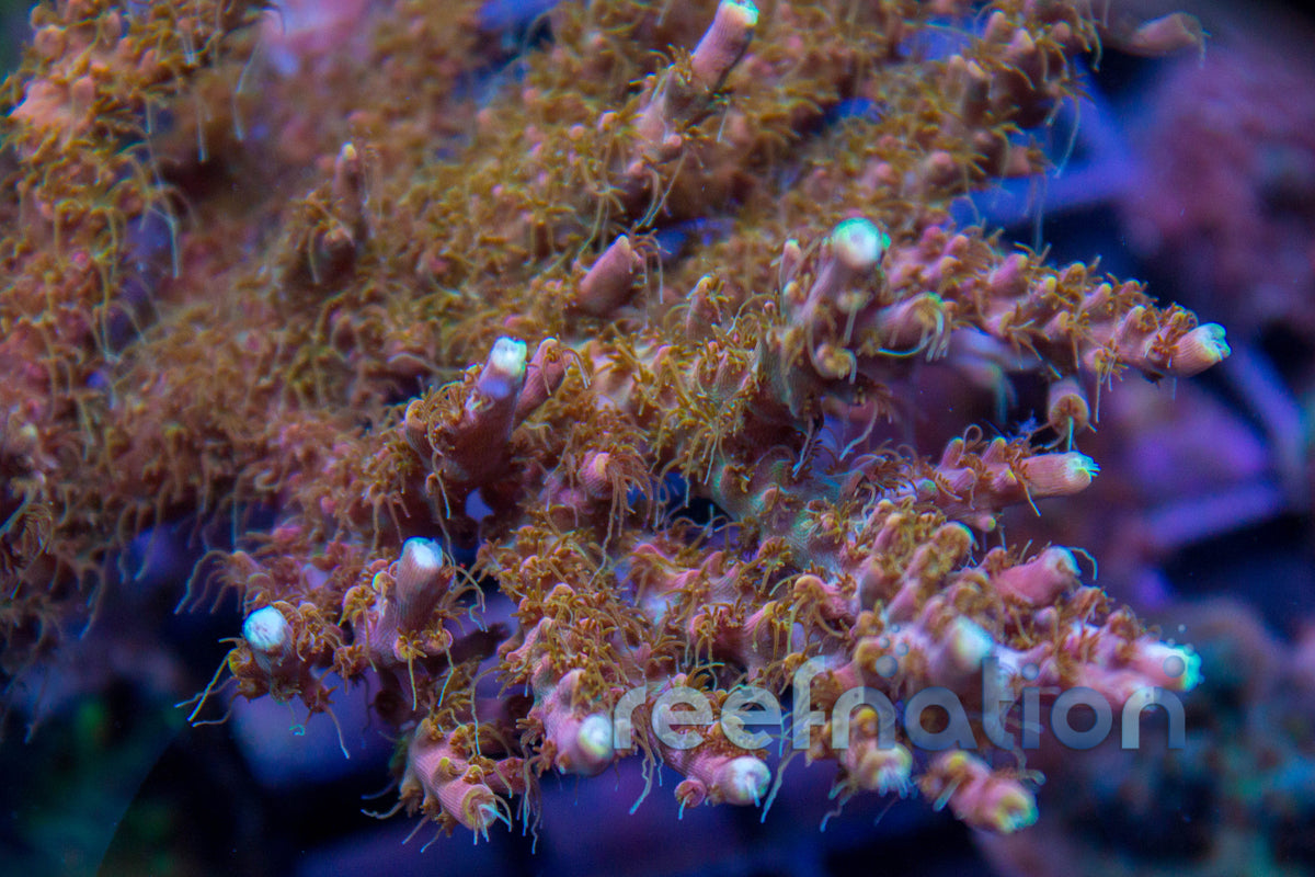 CC Voodoo Magic **Special This Week Only** – ReefNation