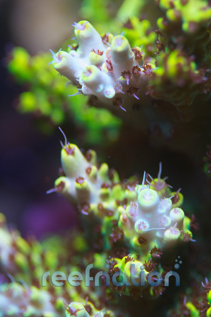 Reef Raft USA Pink Floyd – ReefNation