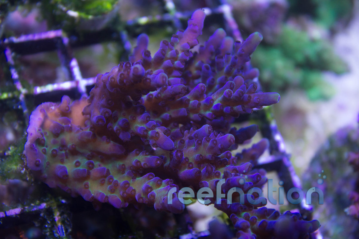 Reef Raft Canada Aussie Gold – ReefNation