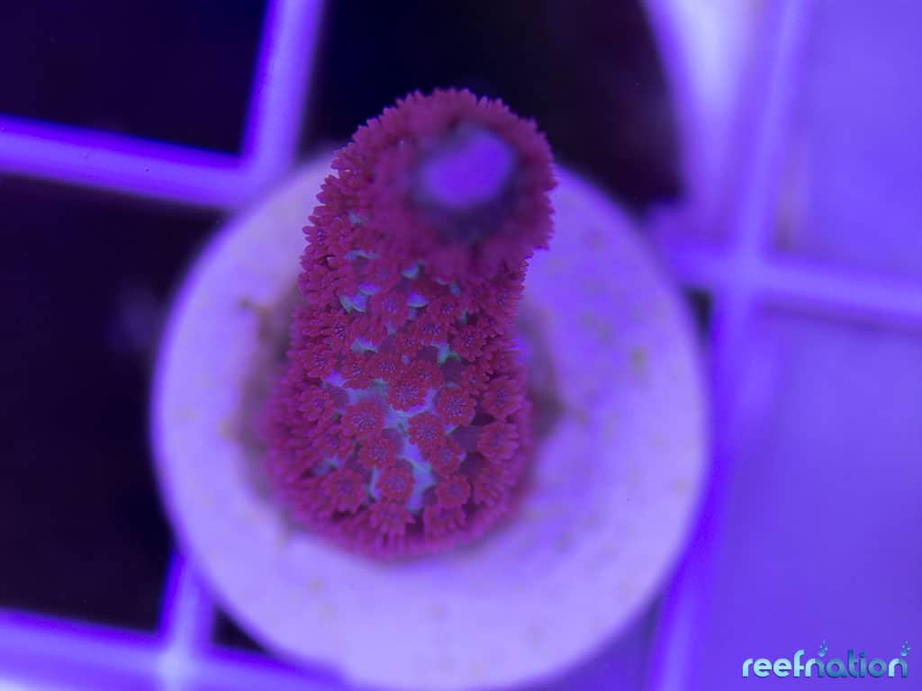 Forest Fire Digitata – ReefNation