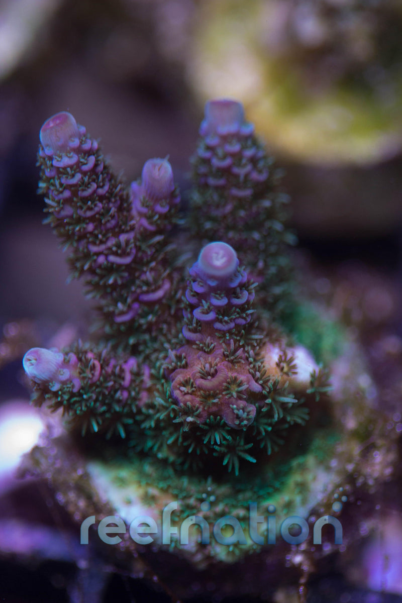 Reef Raft Asia Brandywine – ReefNation