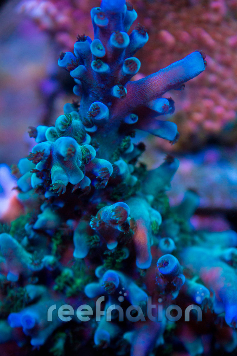Oregon Tort – ReefNation