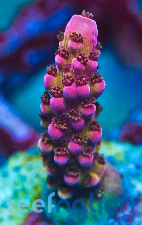 PC Rainbow Acro – ReefNation