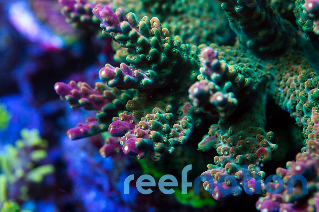 Reef Raft USA Kendari – ReefNation