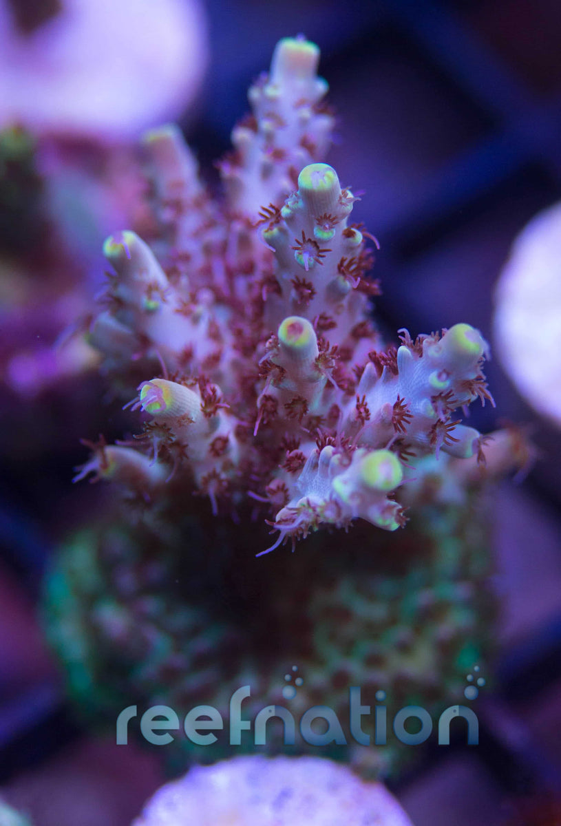 Reef Raft USA Red Bull – ReefNation