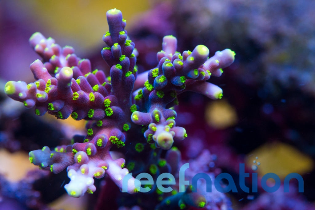 Reef Raft USA Fire Cracker – ReefNation