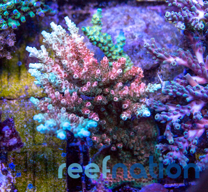 TSA Bill Murray – ReefNation