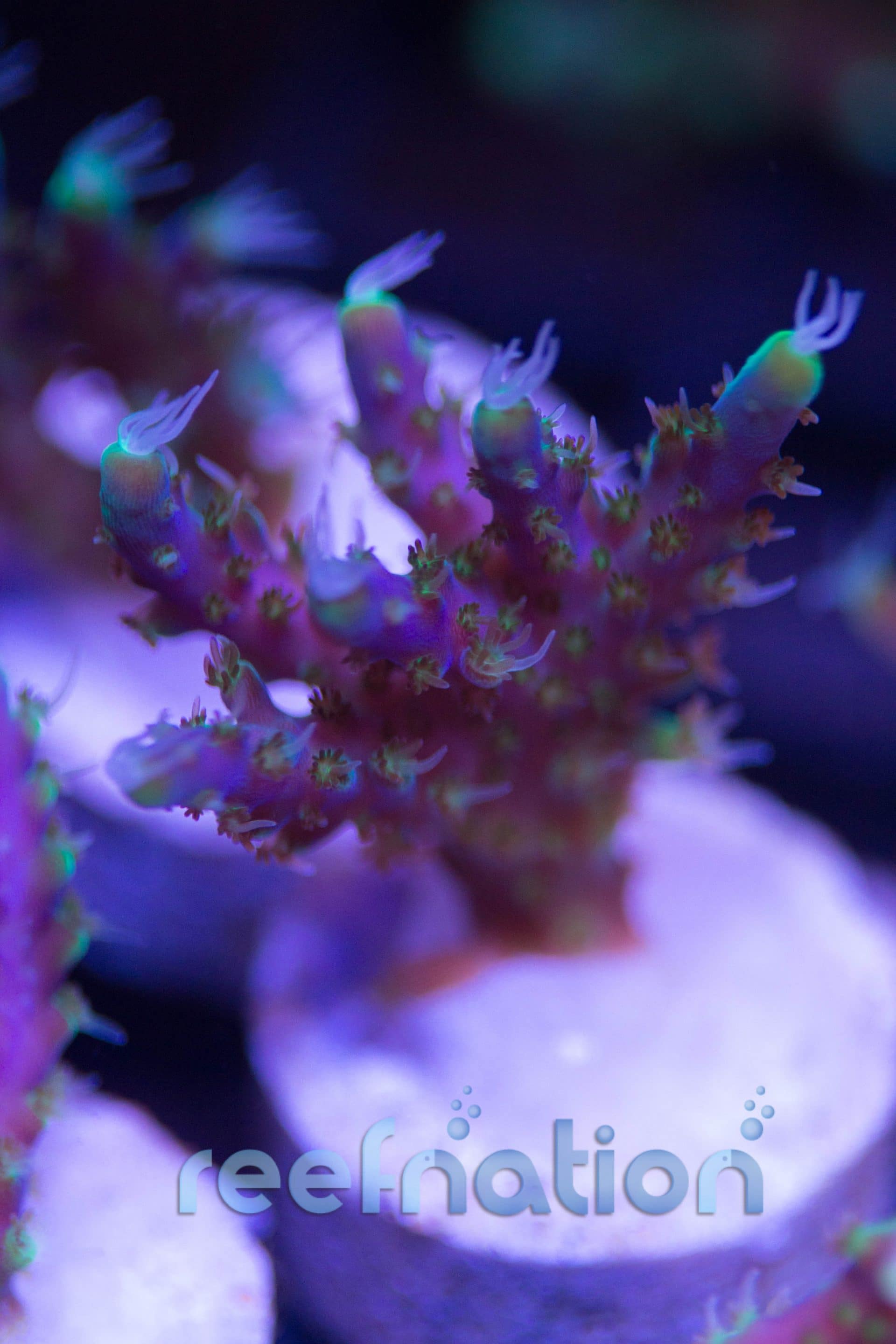 Fiji Tricolor Acropora – ReefNation